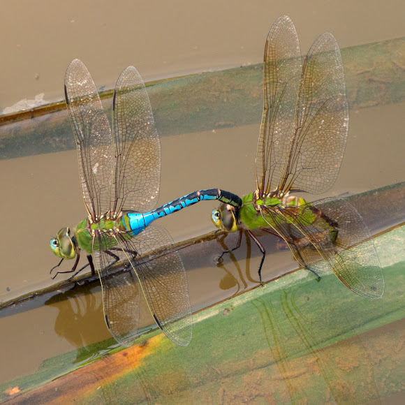 Common Green Darner dragonfly (mating pair, in tandem, oviposition ...
