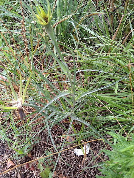 Yellow Goatsbeard | Project Noah