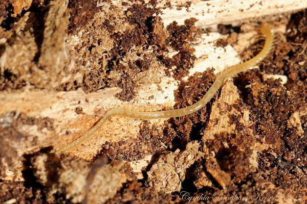 Soil Centipede | Project Noah