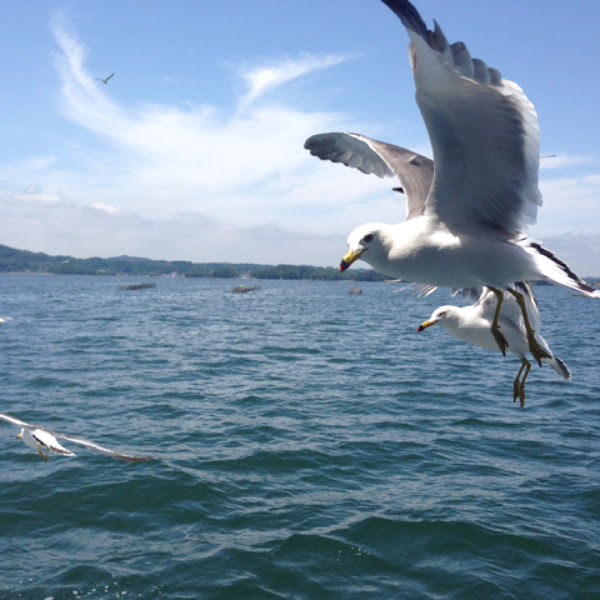 Sea gull | Project Noah