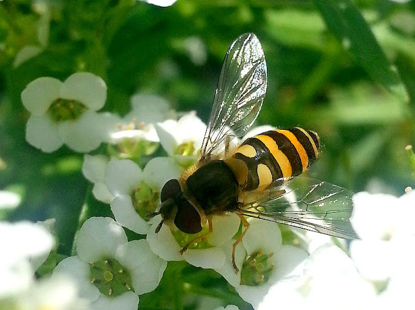Common Banded Hoverfly | Project Noah