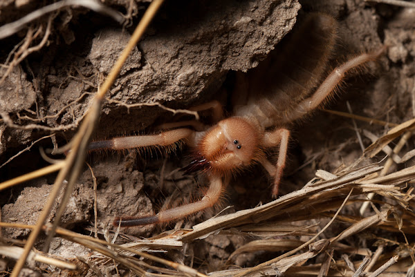 Wind Scorpion | Project Noah