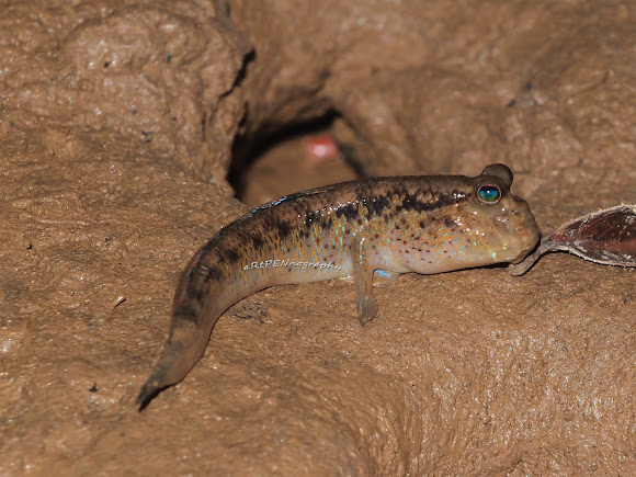 Barred Mudskipper | Project Noah