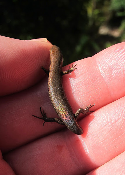 Garden Skink | Project Noah