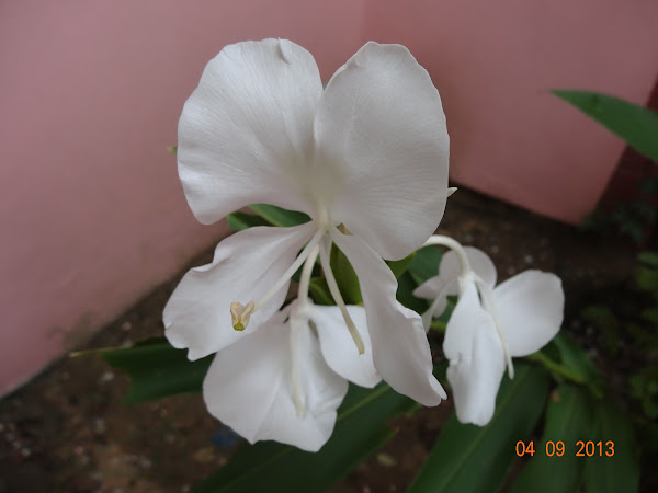 White Ginger Lily, Butterfly Ginger or Dolon Chapa | Project Noah