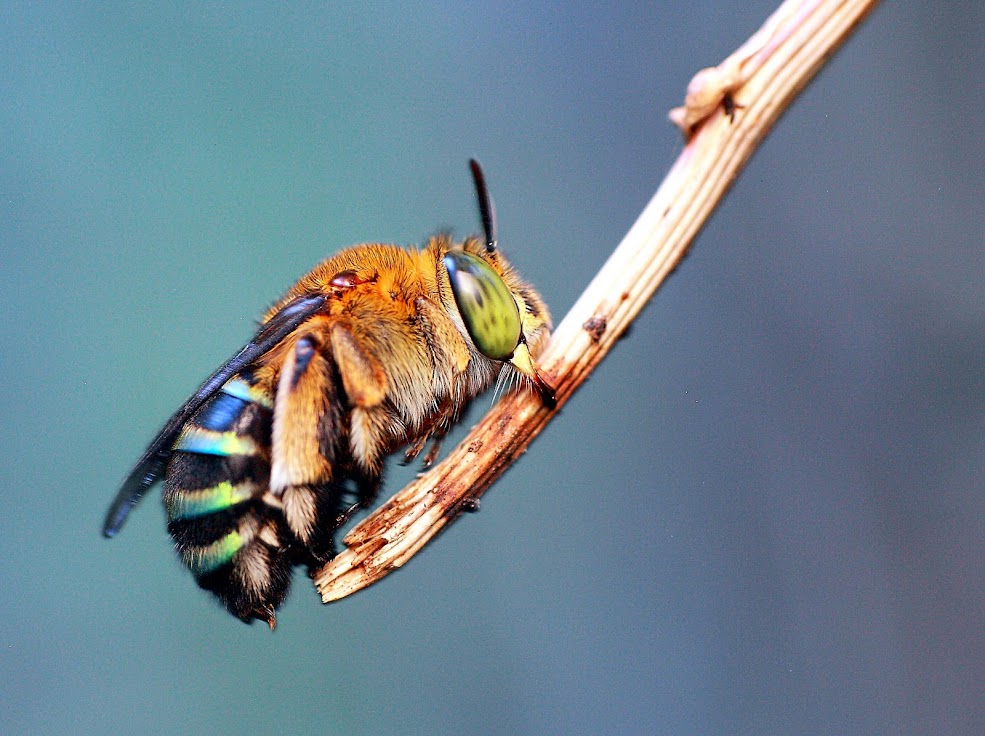 Blue Banded Bee | Project Noah