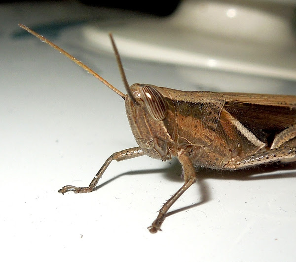 Short-horned Grasshopper | Project Noah