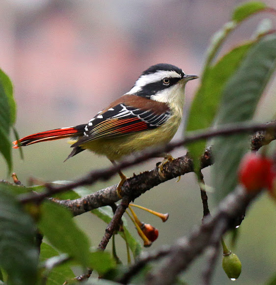 Red-tailed Minla | Project Noah