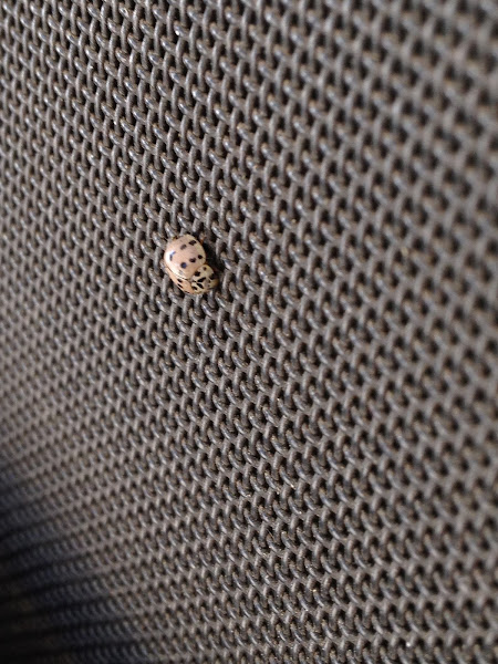 Ash Gray Ladybug | Project Noah