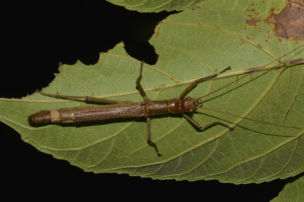 Winged Stick Insect, Phasmid | Project Noah