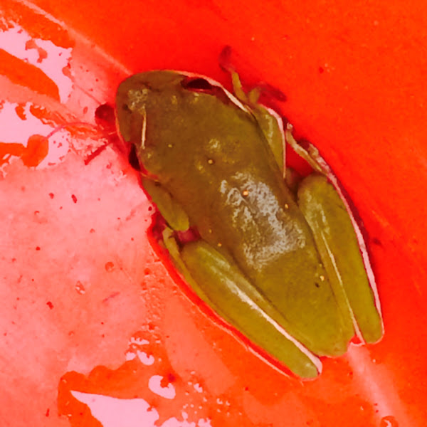 Green Tree Frog | Project Noah