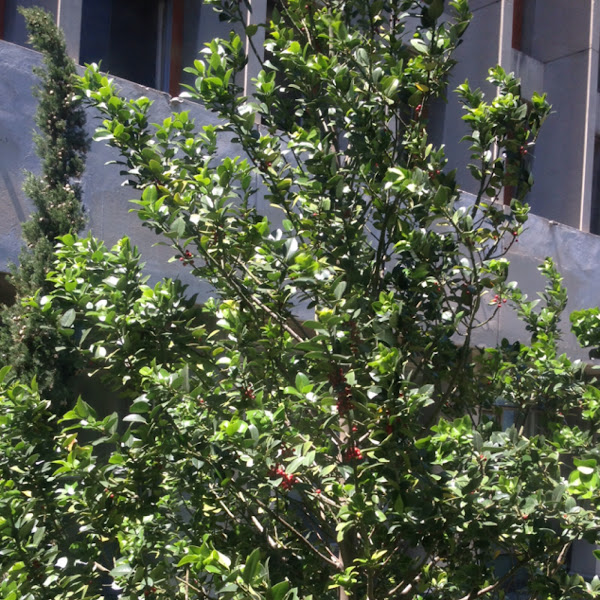 European holly | Project Noah