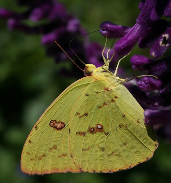 Cloudless Sulphur | Project Noah