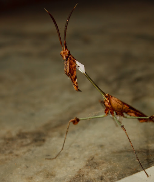 Mantis | Project Noah