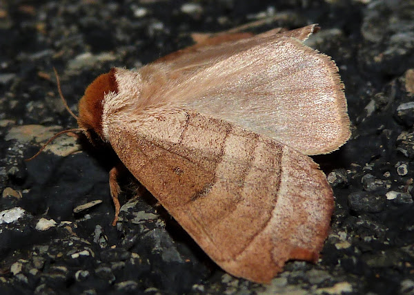 Datana Moth | Project Noah