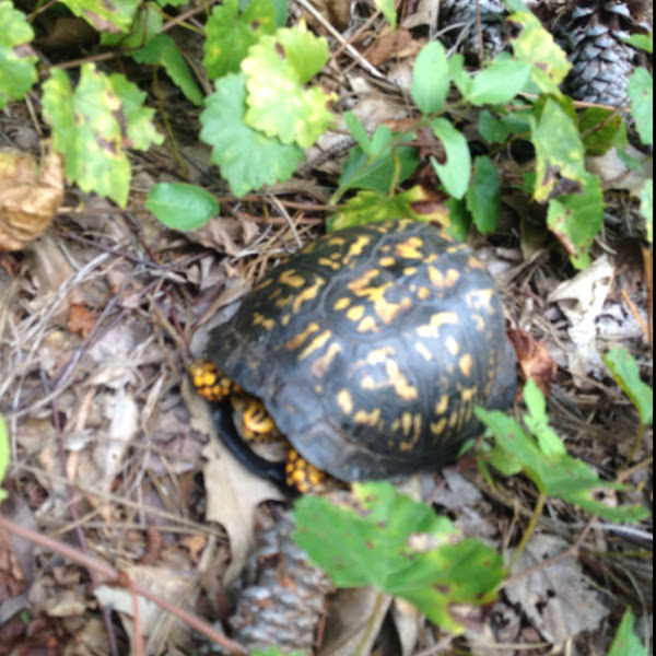 Eastern box turtle | Project Noah