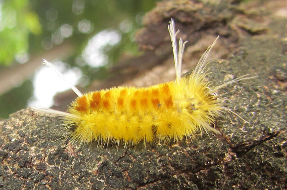 Tiger Moth Caterpillar | Project Noah