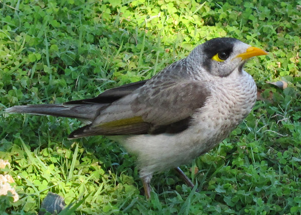 Noisy Miner | Project Noah