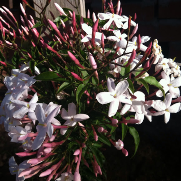 Pink Jasmine | Project Noah