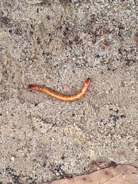 Click beetle larva (wheat wireworm) | Project Noah