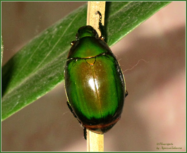 Anomala Scarab Beetle | Project Noah