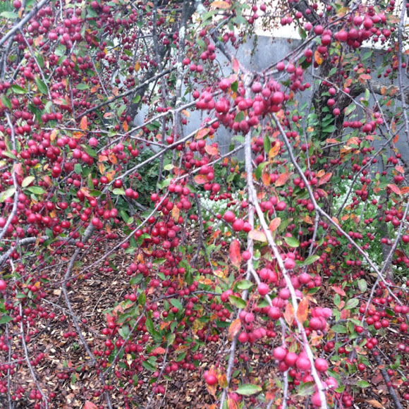Prairie Fire Crabapple | Project Noah