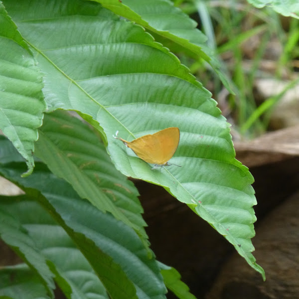 Yamfly | Project Noah