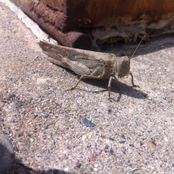 Carolina locust | Project Noah