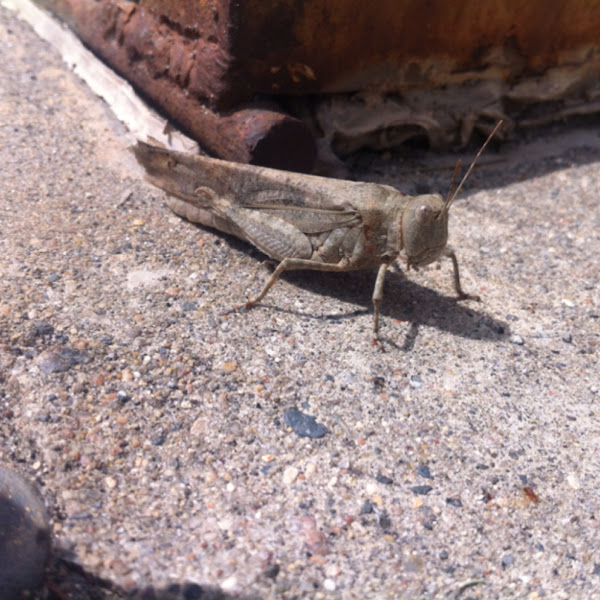 Carolina locust | Project Noah