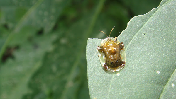 Clavate tortoise beetle | Project Noah