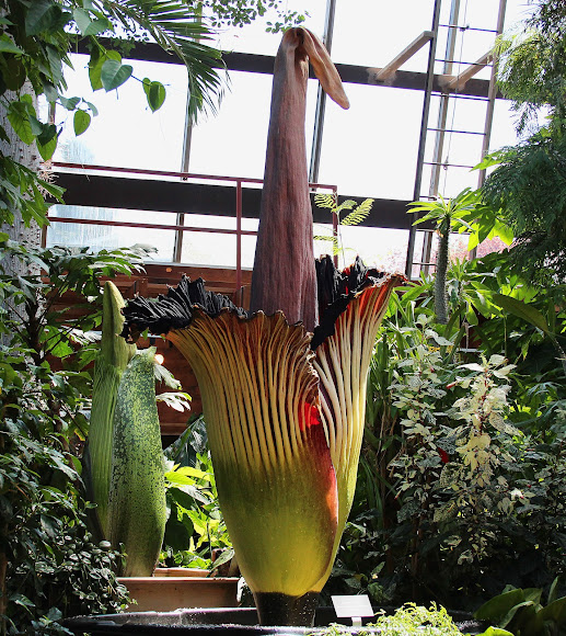 Titan Arum | Project Noah