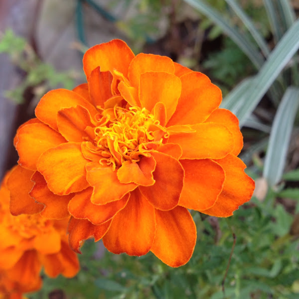Marigold | Project Noah