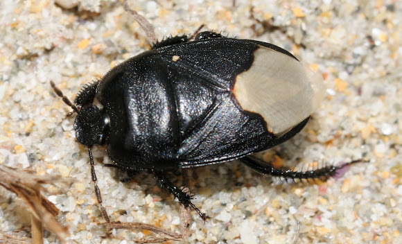 Burrowing Bug; Chinche Cavadora Negra | Project Noah