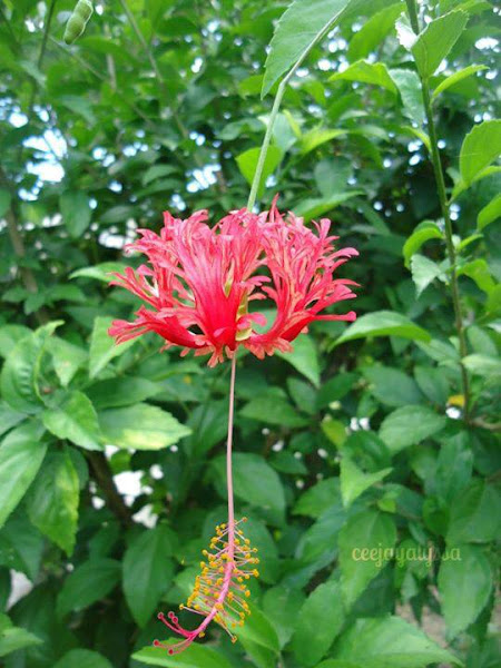 Japanese Lantern, Coral Hibiscus, Fringed Rosemallow | Project Noah