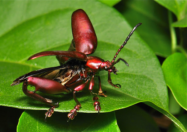 Frog-legged Leaf Beetle | Project Noah