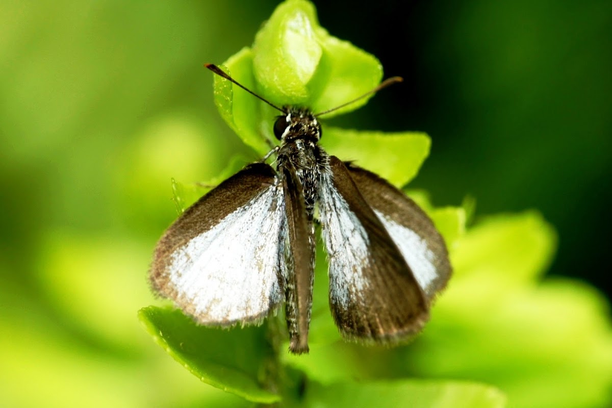 Skipper | Project Noah