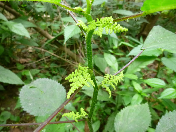 Wood Nettle | Project Noah