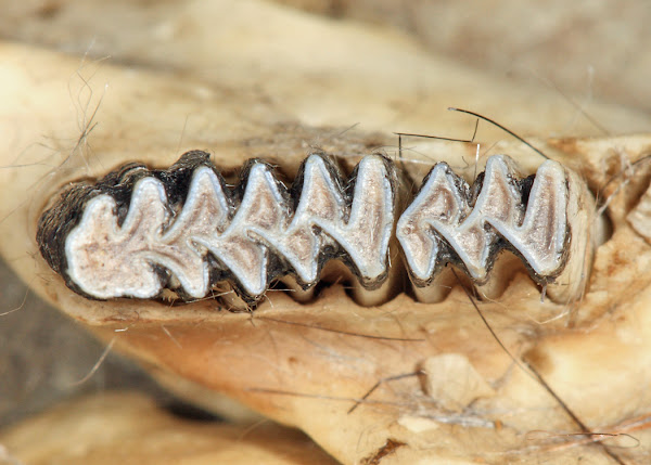 Meadow Vole | Project Noah