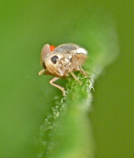 Delphid planthopper nymph (parasitized by red velvet mite nymph ...