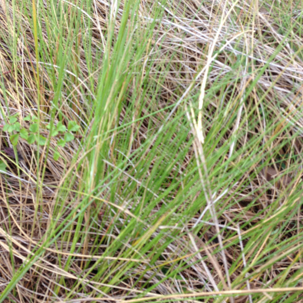 Marsh hay | Project Noah