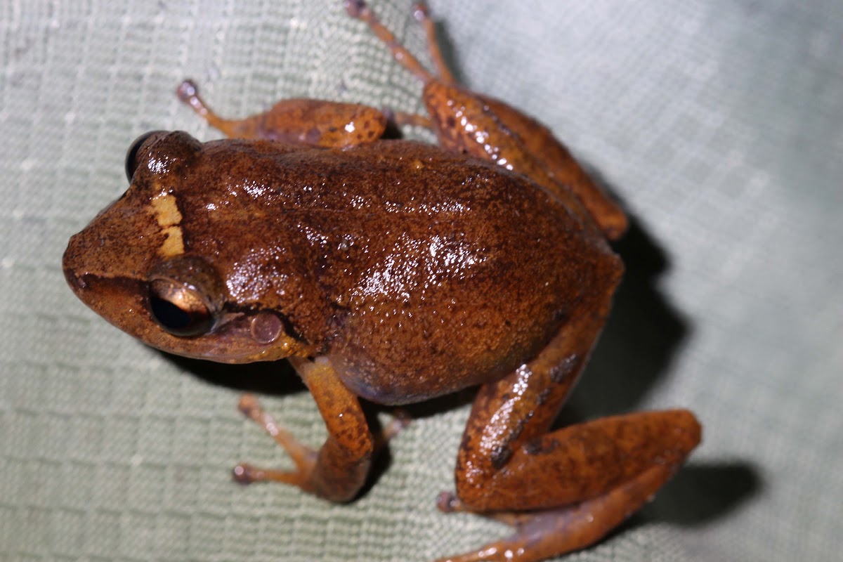 Northern Tinker Frog