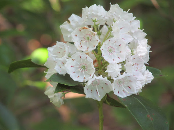 Mountain Laurel | Project Noah