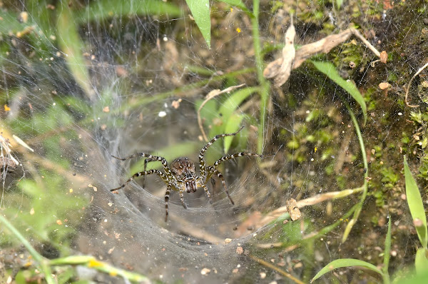 Indian funnel web spider | Project Noah