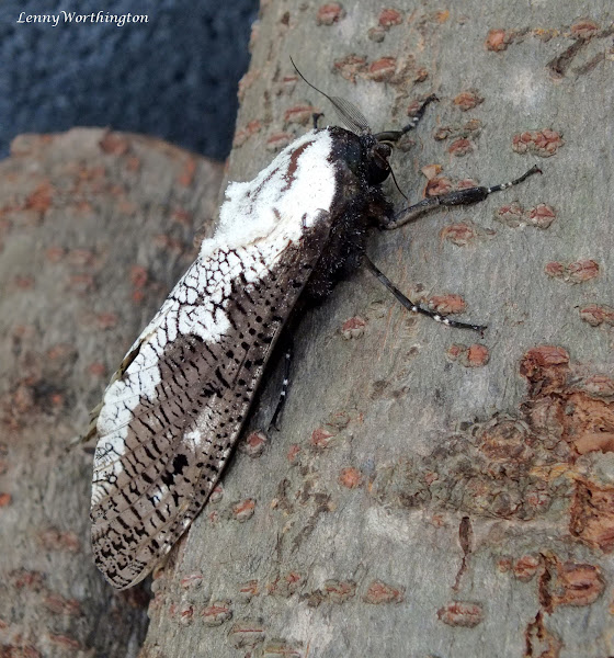 Cossidae Moth | Project Noah