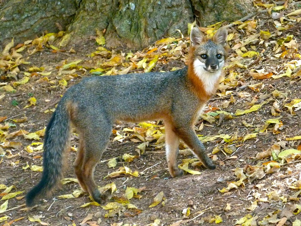 Common gray fox | Project Noah