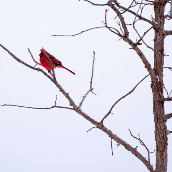 Cardinal | Project Noah