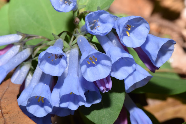 Virginia Bluebell | Project Noah