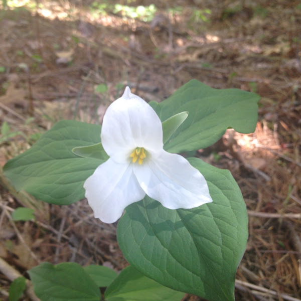 great white trillium | Project Noah