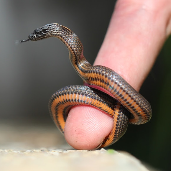 Baby Golden-crowned Snake | Project Noah