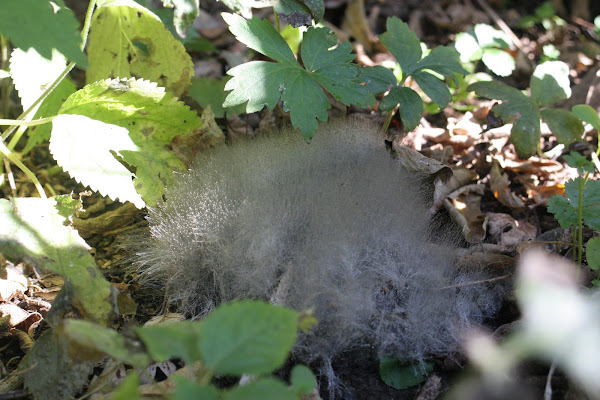 Phycomyces blakesleeanus | Project Noah